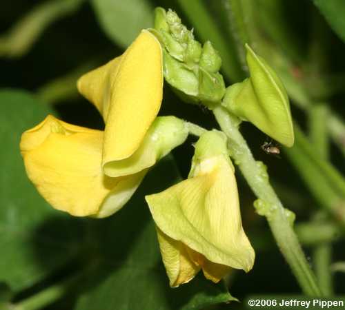 Vigna (cow pea)