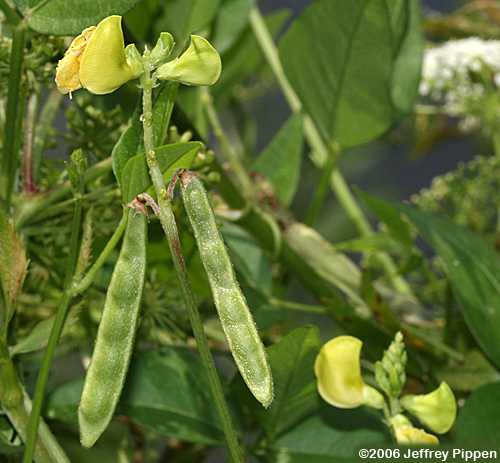 Vigna (cow pea)