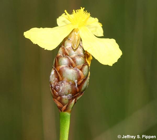 Xyris - Alchetron, The Free Social Encyclopedia