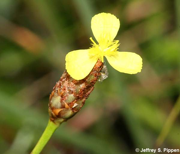 Xyris (Yellow-eyed Grass)