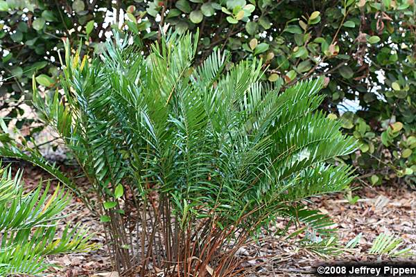 Florida & Bahamas Plants