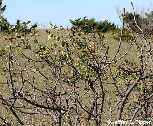 Zanthoxylum (Prickly-ash)