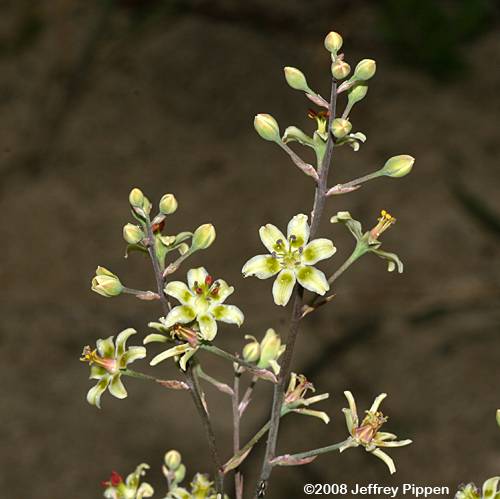 Zigadenus (death-camas, star lily)