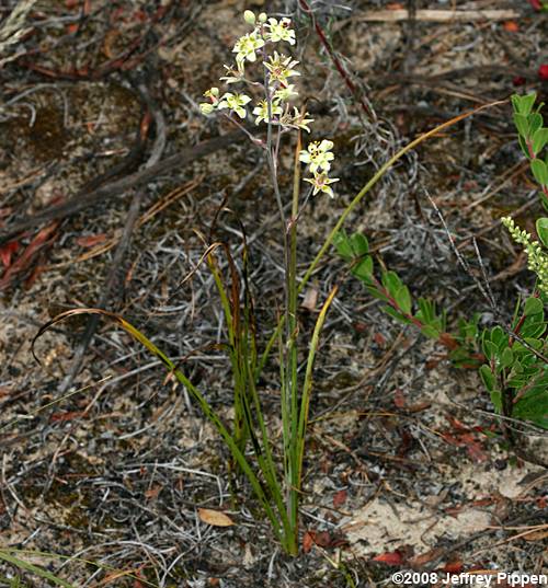 Zigadenus (death-camas, star lily)