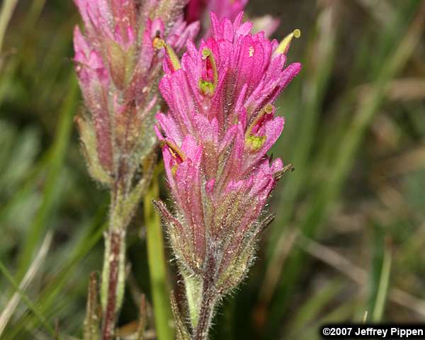 Castilleja (indian paintbrush)