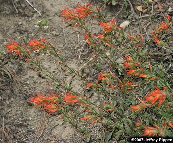Castilleja (indian paintbrush)
