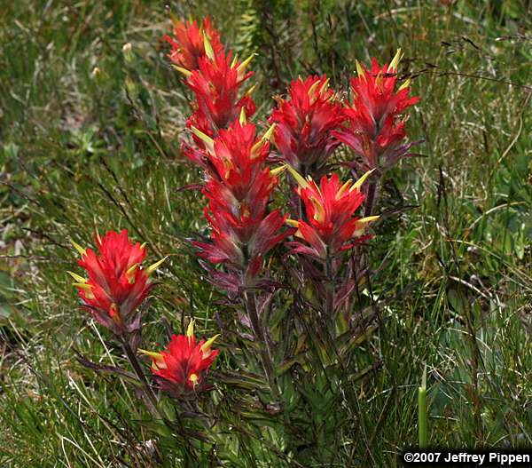 Castilleja (indian paintbrush)