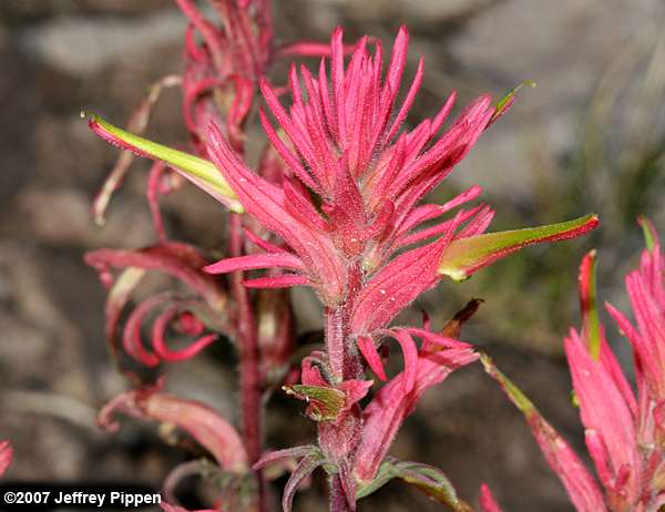 Castilleja (indian paintbrush)