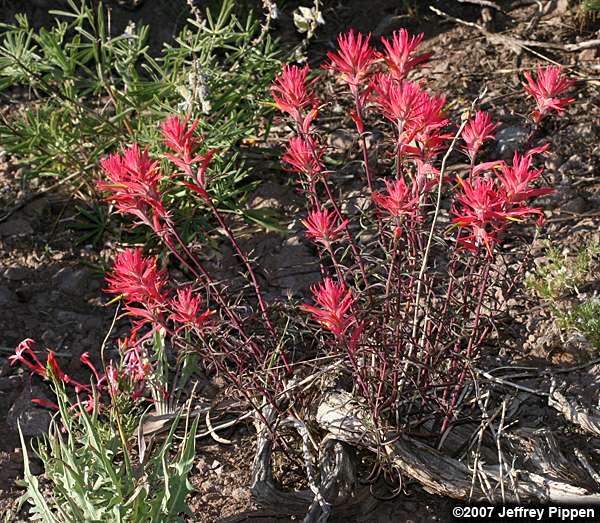 Castilleja (indian paintbrush)