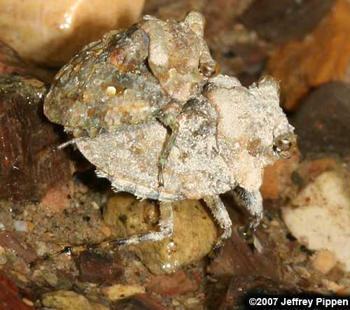 Gelastocoridae Toad Bugs