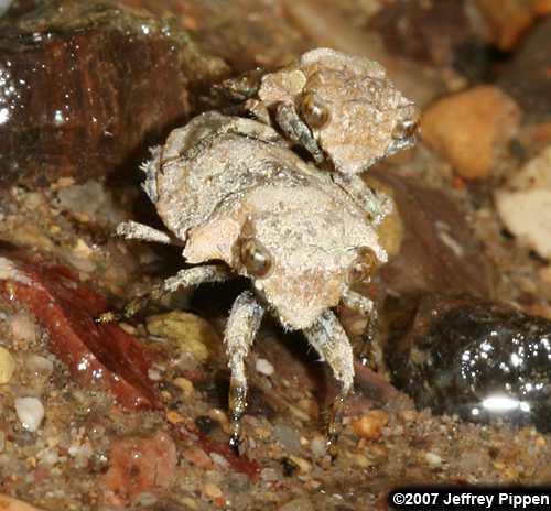 Gelastocoridae Toad Bugs