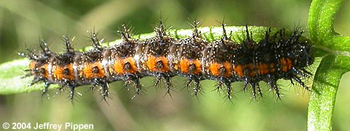 Texas Butterfliers and Sights