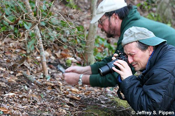 Monotropsis (Pygmy Pipes)